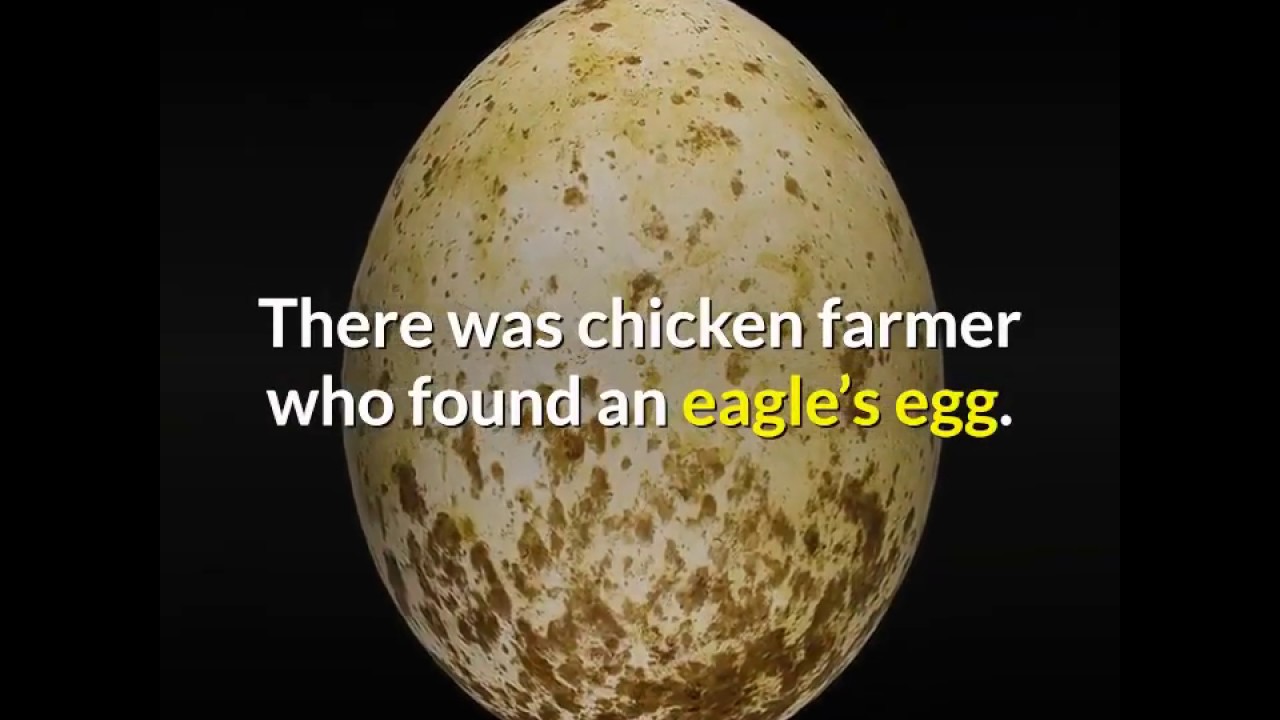 The Story Of The Eagle Who Thought He Was A Chicken YouTube the-story-of-the-eagle-who-thought-he-was-a-chicken-youtube
