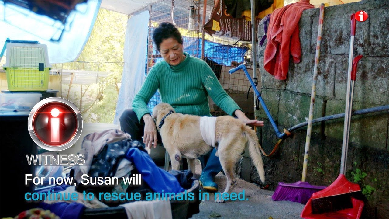 I-Witness: How an animal lover became a full-time animal rescuer - YouTube