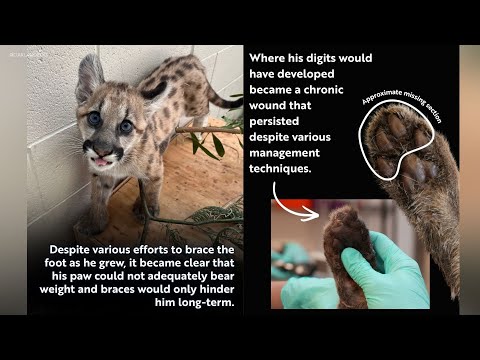 Rescued SoCal mountain lion kitten has leg amputated