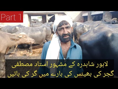 best buffalo farming lahore Ustad Mustafa Gujjar #best tips buffalo ...