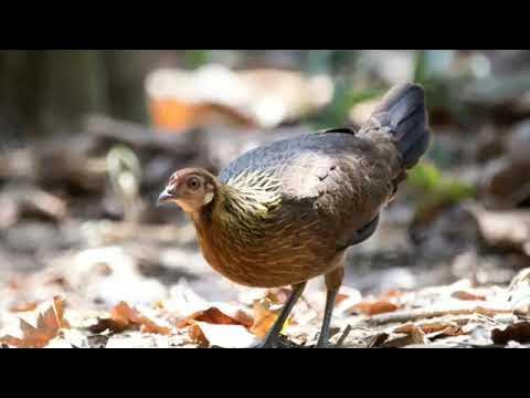 tiếng gà mái rừng suab poj qaib seev zoo dib tuaj zoo - YouTube