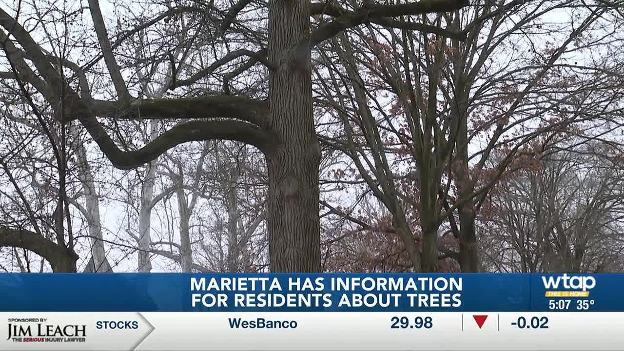 Marietta works on trees - YouTube