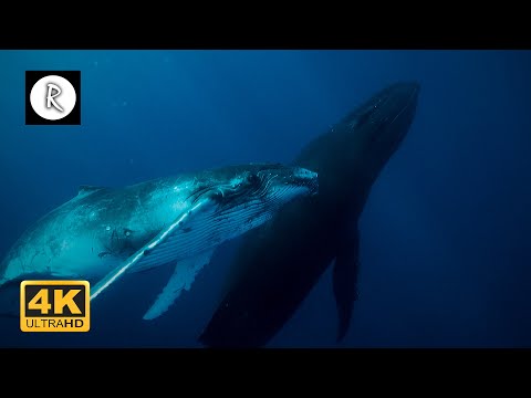 10 Hours Underwater 4K Whales footage +Music | \