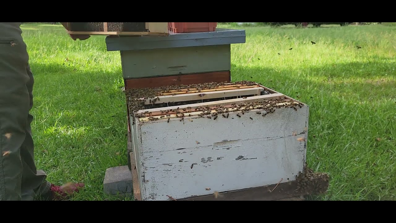 Installing Huge Honey Bee Cutout Removal into 10 frame Langstroth..So ...