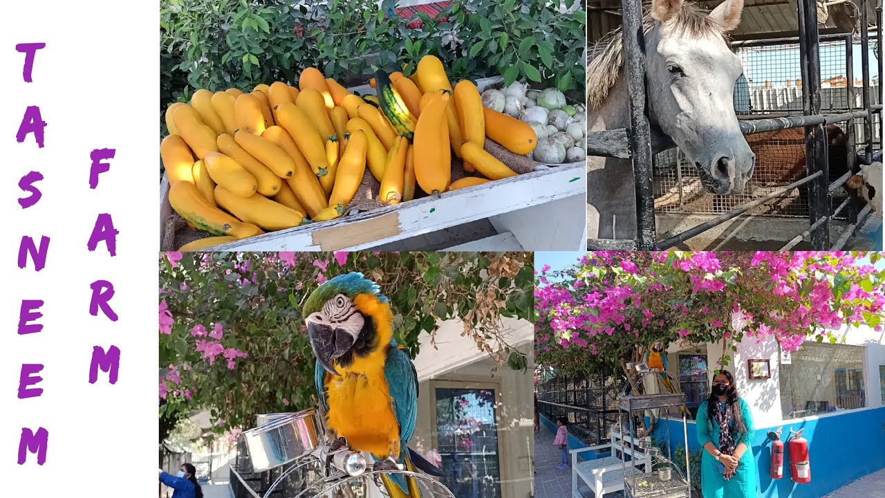 TASNEEM FARM | BAHRAIN | - YouTube
