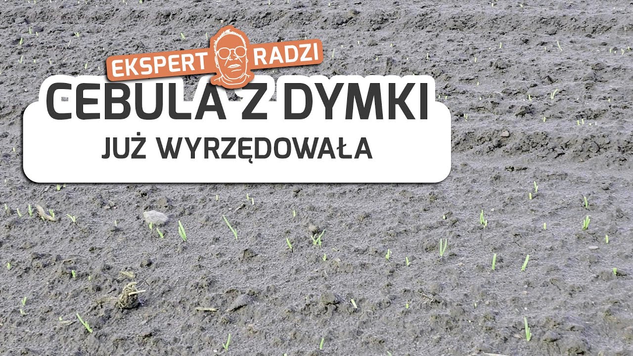 Cebula z dymki bardzo ładnie wyrzędowała - Piotr Borczyński. - YouTube