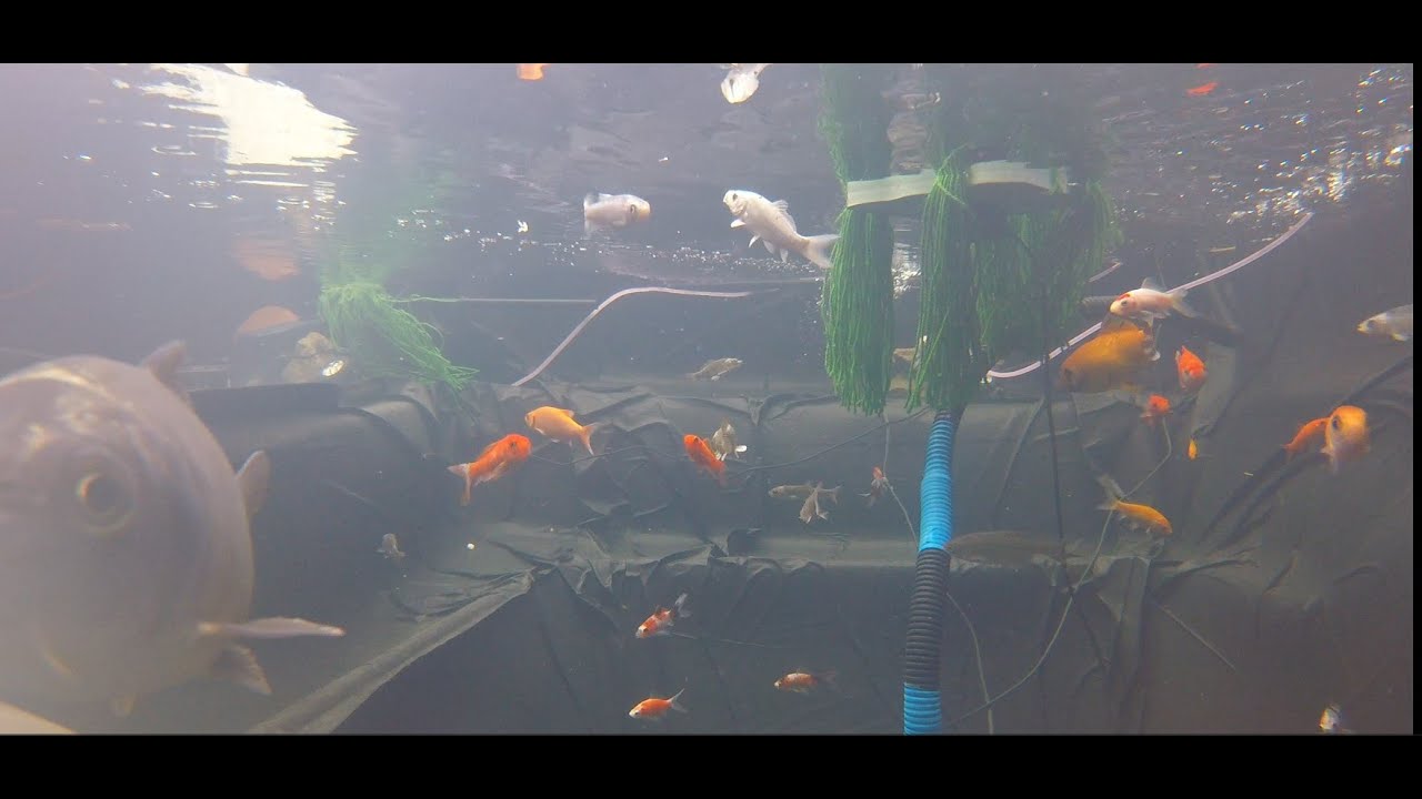 Pond Life ( Turn the volume up and relax to the pond sounds ) - YouTube