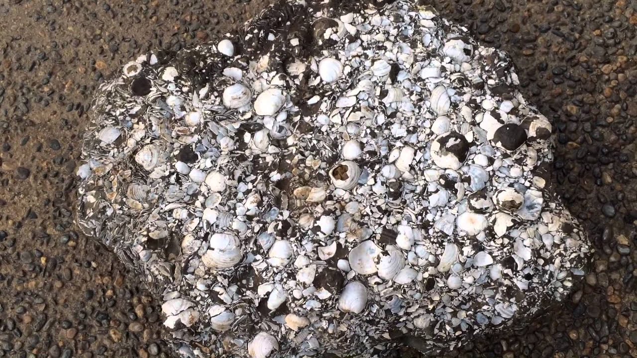 Fossil Clams In Mudstone Matrix - Santa Cruz Co. - YouTube