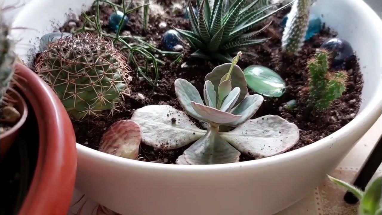 Каланхоэ "Куропатка"😍 - размножение 🌱 , уход 💧, цветение 🌼. - YouTube