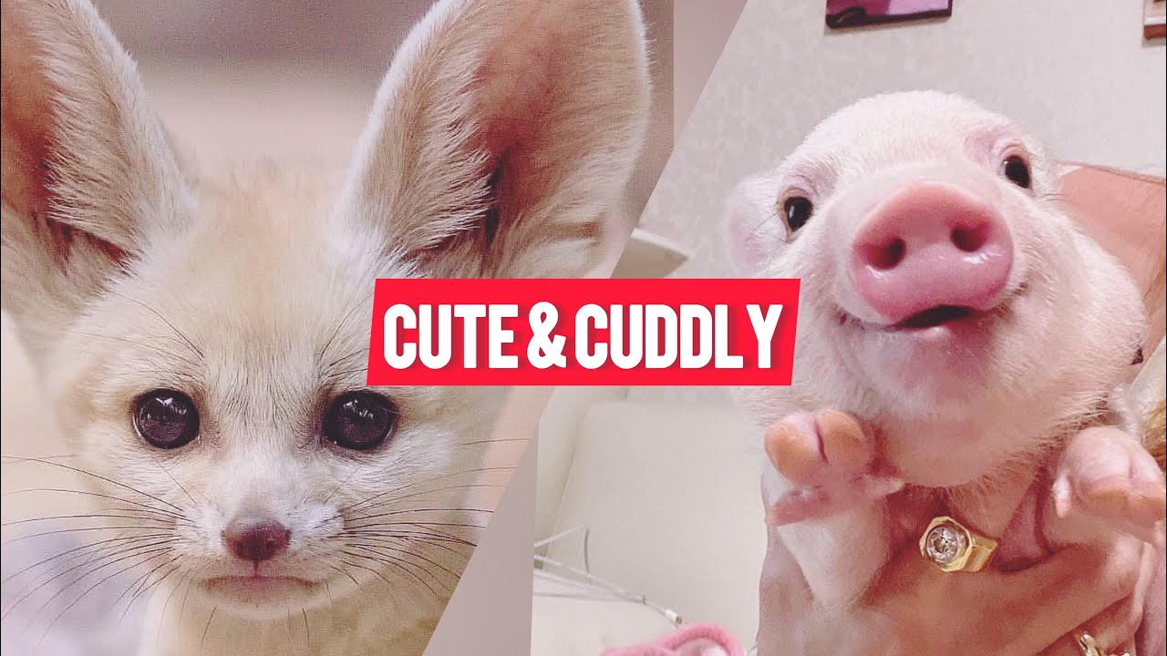 Beyond Cats & Dogs: 5 Unique and Lovable Pets You Need to Know About ...