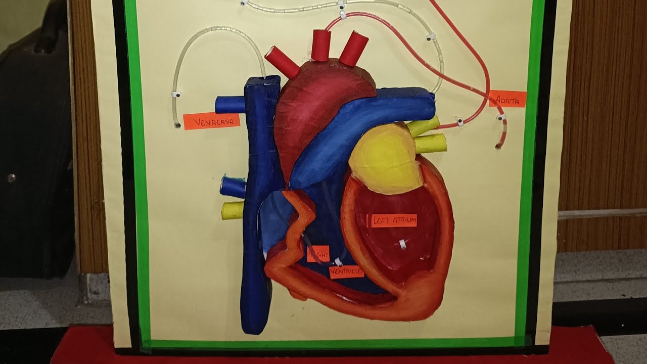 Working Heart model | working model heart failure | 3D heart model ...
