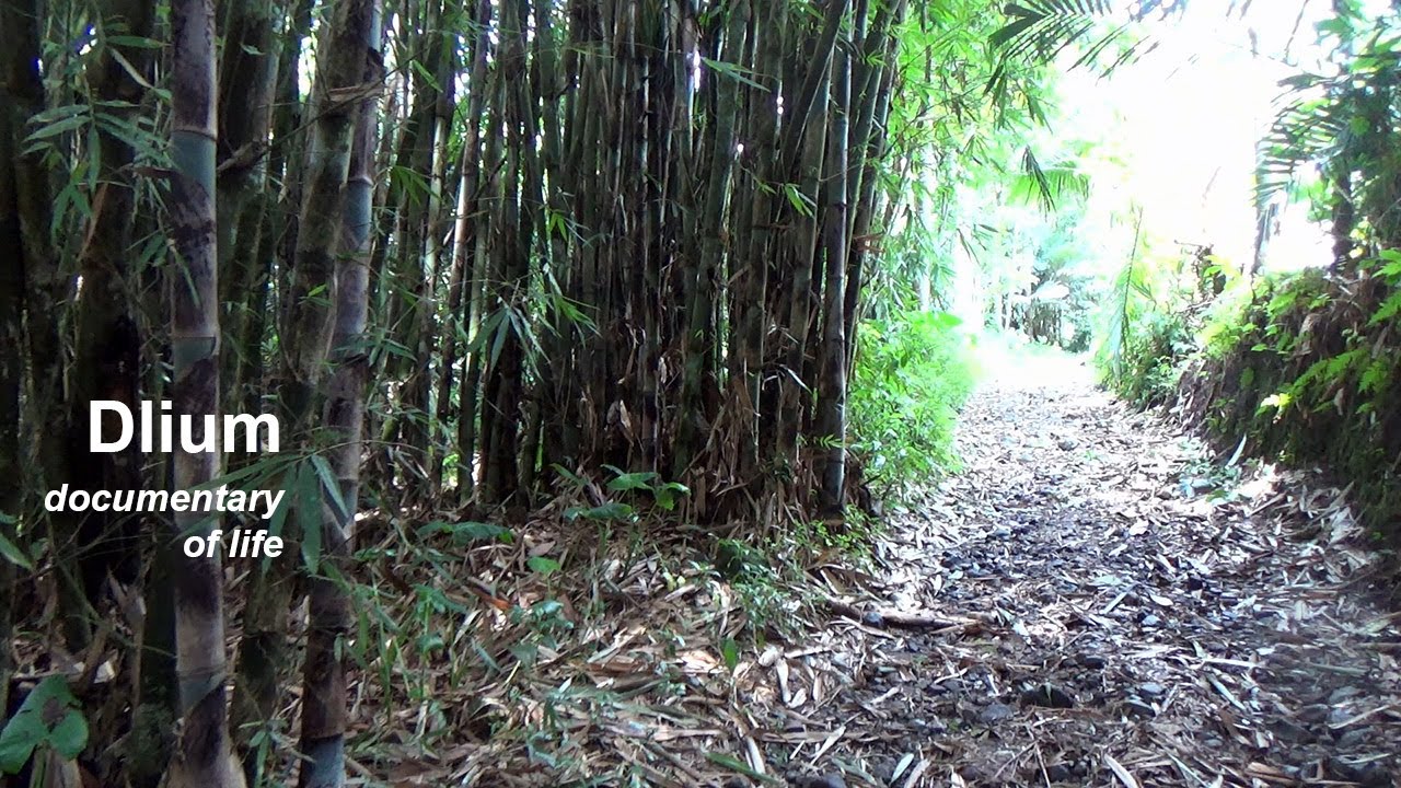 Tali bamboo (Gigantochloa apus) - YouTube