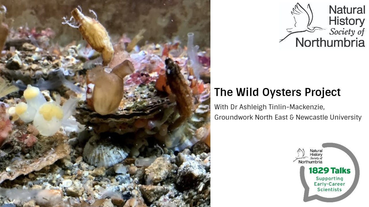 The Wild Oysters Project - YouTube