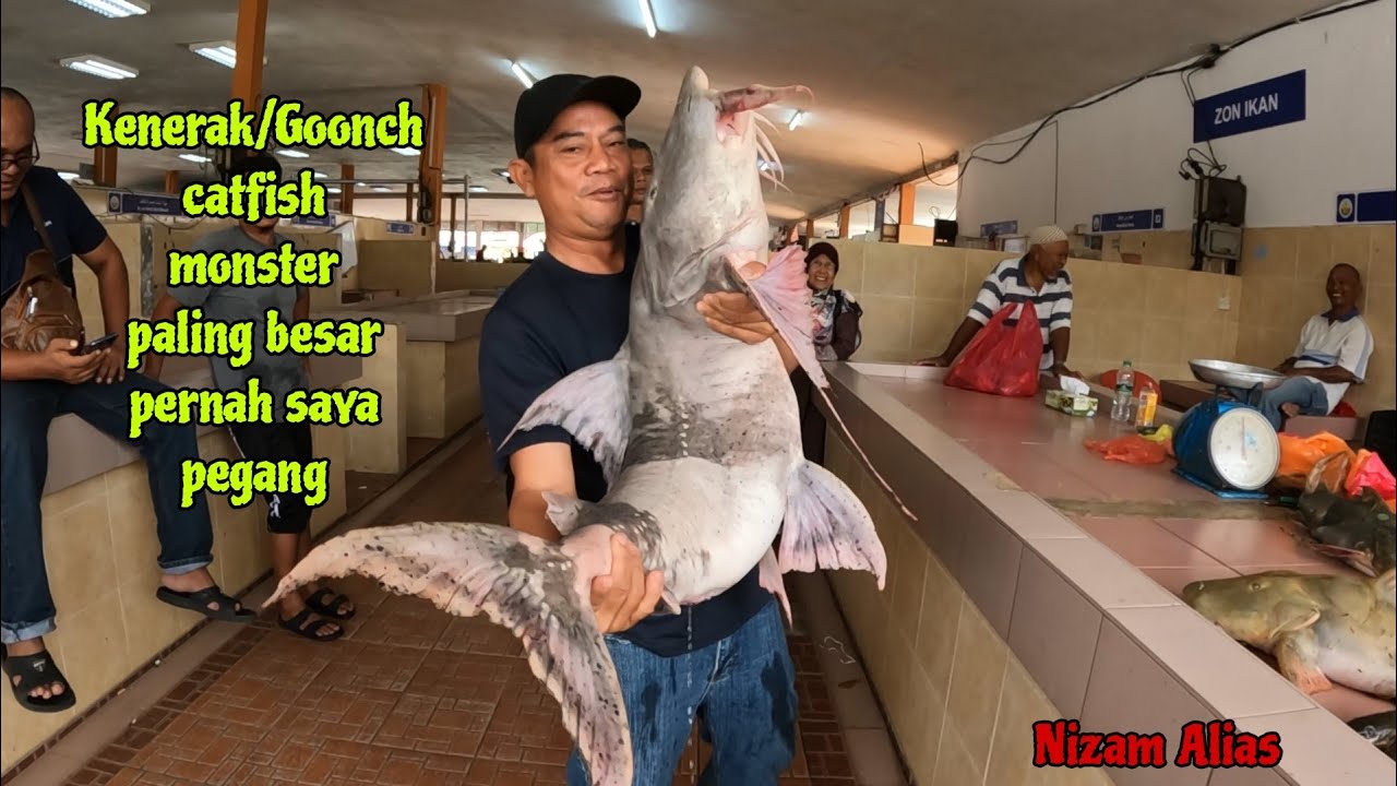 IKAN KENERAK/GOONCH CATFISH,GORGON PALING BESAR PERNAH SAYA PEGANG - YouTube