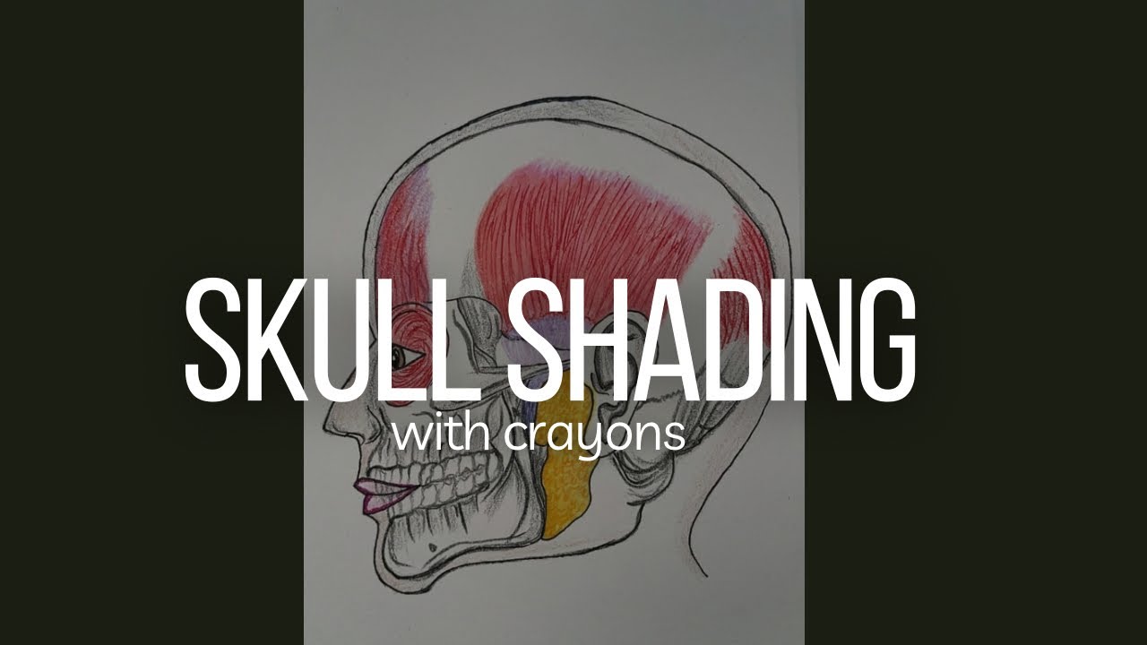 Skull sketching using crayons | Shading | Day 8💀🖍️ - YouTube