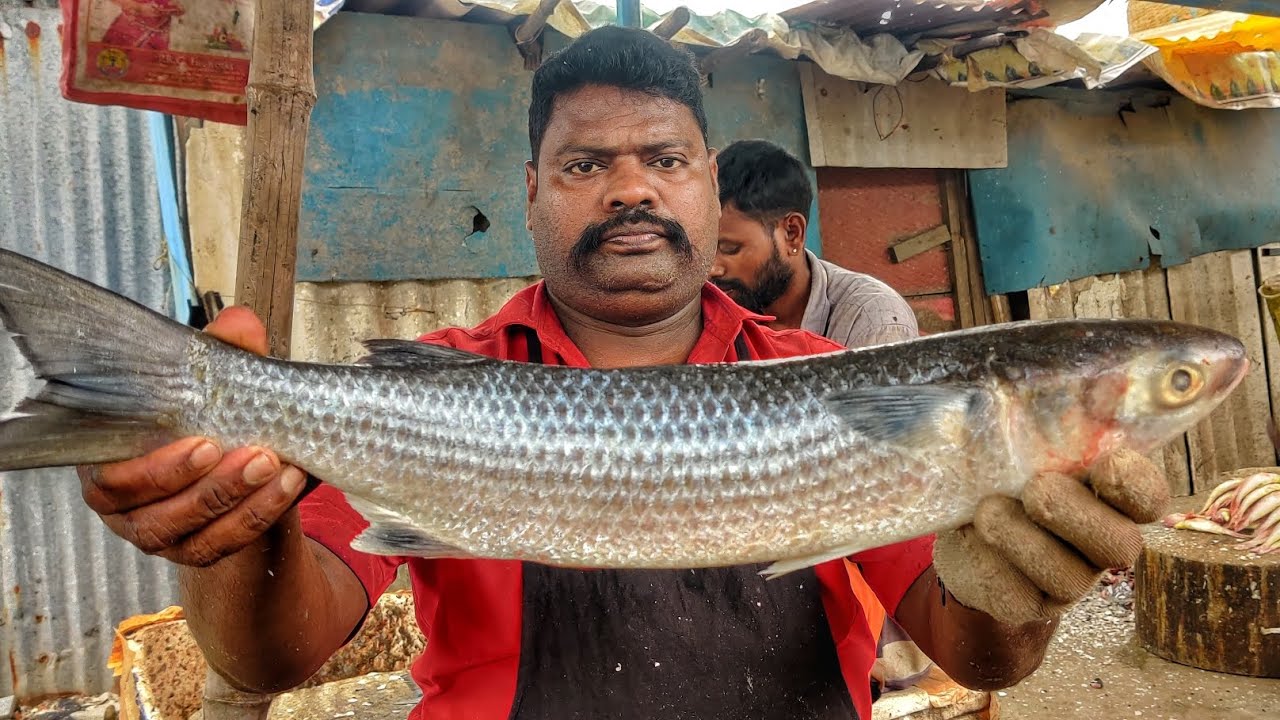 KASIMEDU ⚡ SPEED SELVAM | MADAVA FISH CUTTING VIDEO | HD VIDEO | CS ...