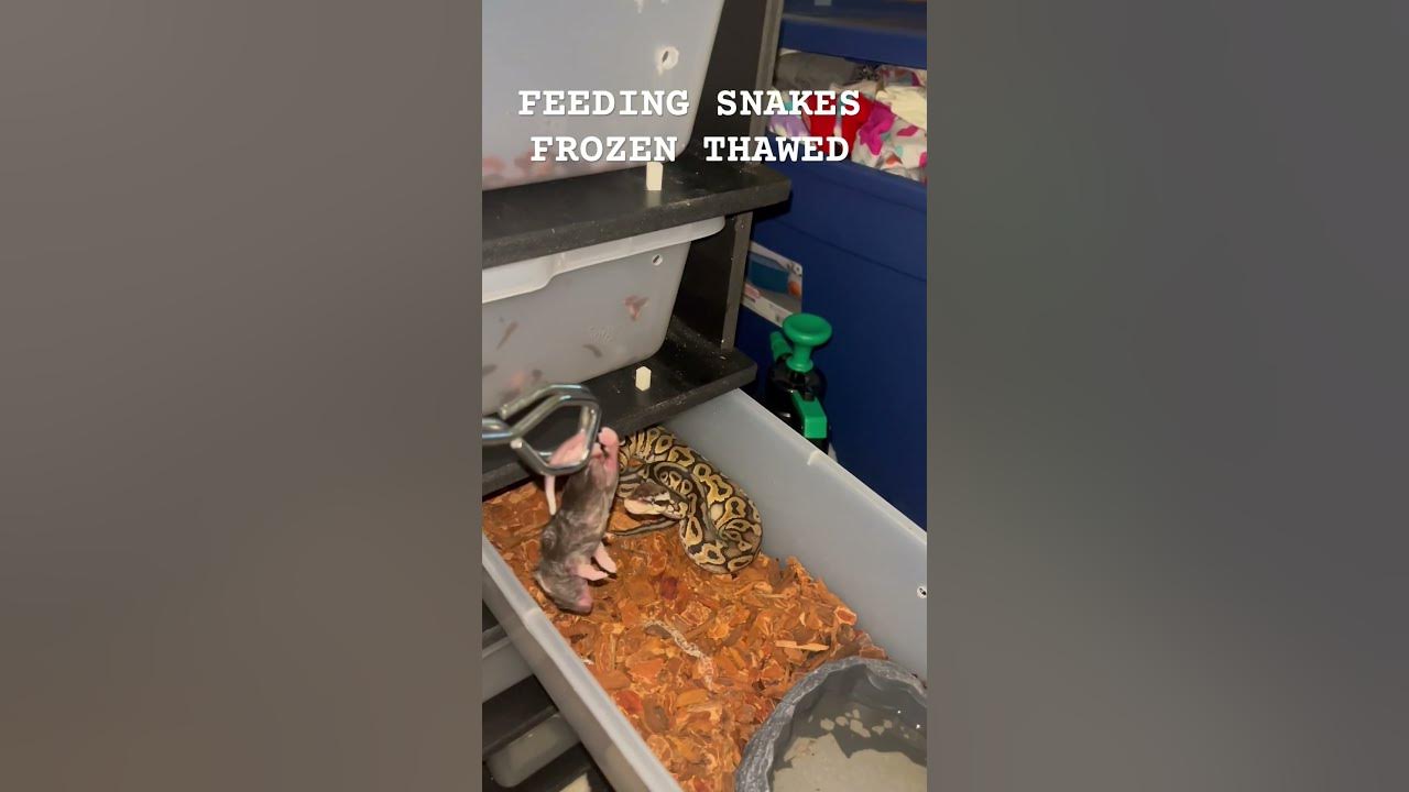 SNAKES feeding FROZEN THAWED #animals #pets #python #ballpython # ...