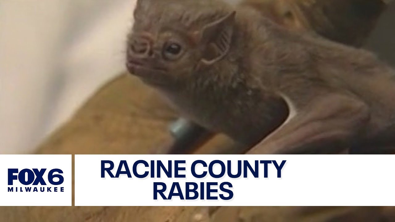 Racine County bat rabies case confirmed, officials advise | FOX6 News ...
