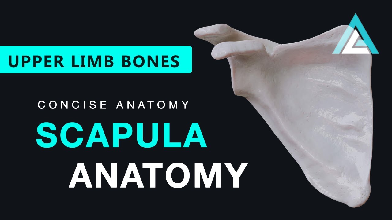 Scapula Anatomy | Upper Limb Bones | Winging Scapula | Concise Anatomy ...