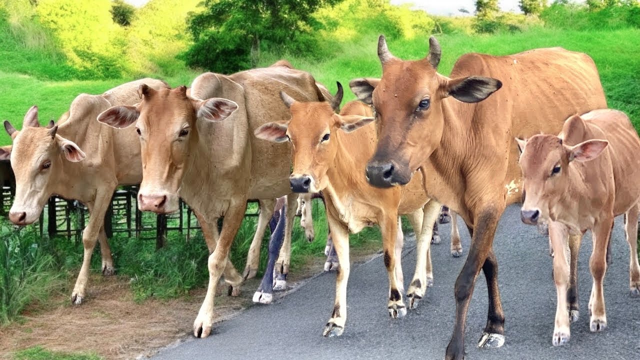 Suara Sapi Memanggil Kawannya Menuju Kandang, Sapi Sehat, Sapi Jinak ...