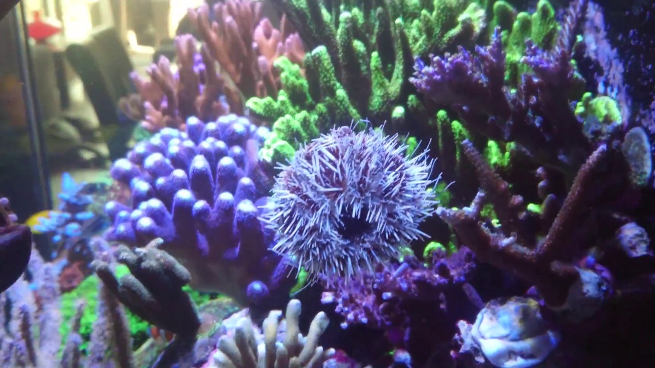 Red Sea Max- E 260 part.6 - YouTube