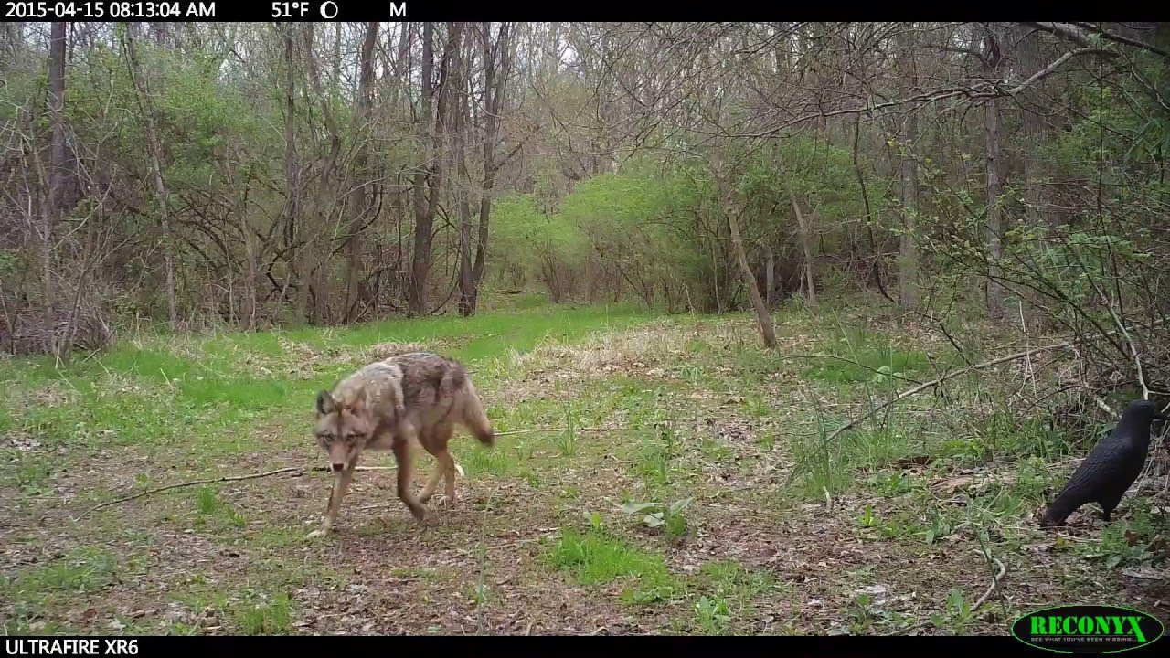 coyote/coywolf - YouTube