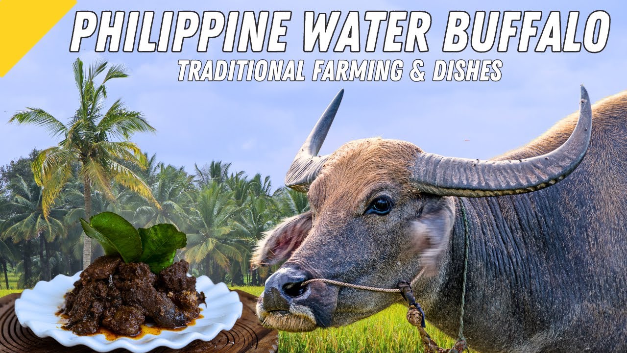 Raw Culinary Adventure - Exploring Filipino Tradition with Carabao ...