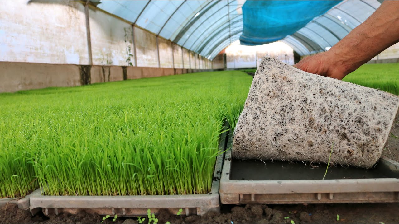 How To Prepare Rice Seedlings In Greenhouse For Transplantation In Iran ...
