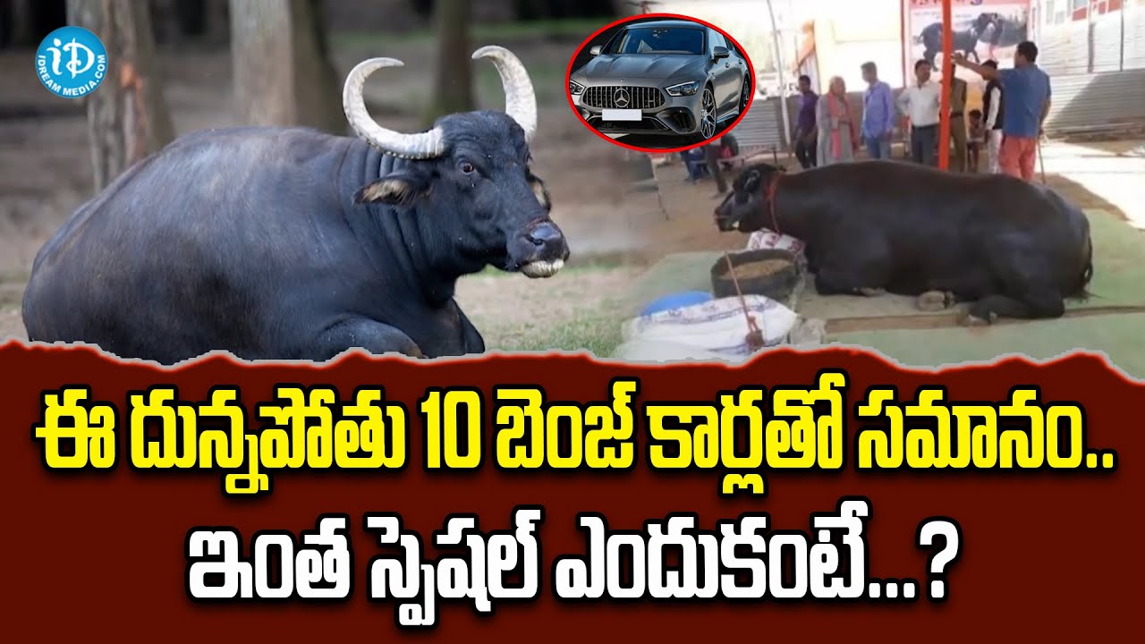 ఈ దున్నపోతు 10 బెంజ్ కార్లతో సమానం.. | Costliest Buffalo | iDream News ...