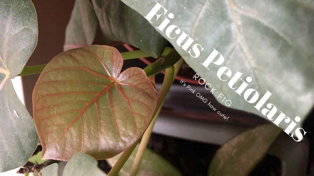 Ficus Petiolaris - How I care for my tiny tree - YouTube