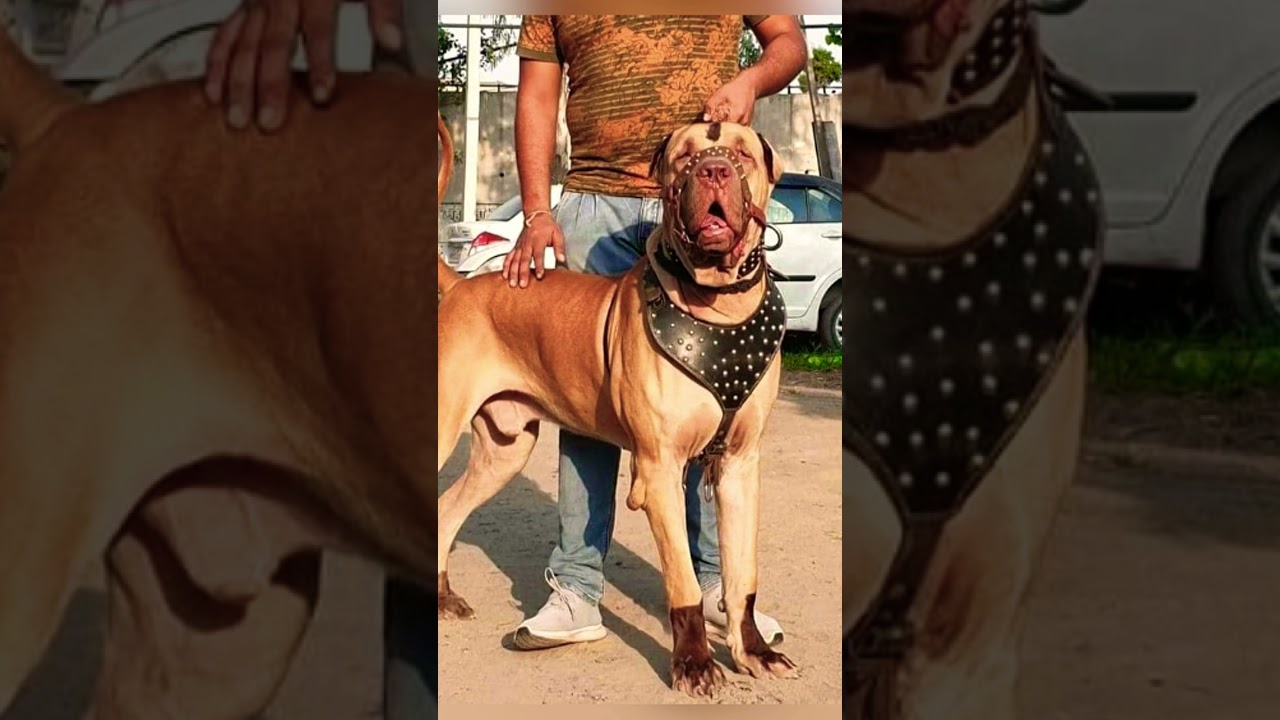 Bully Pakistan bully Indian-mastiff #bullylove#bullykuttaexport # ...