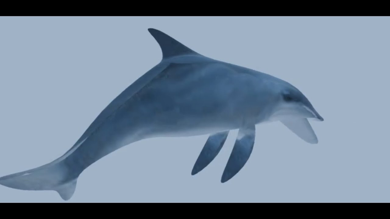 8 hours 6 minutes and 52 seconds Low Poly Spinning Dolphin - YouTube