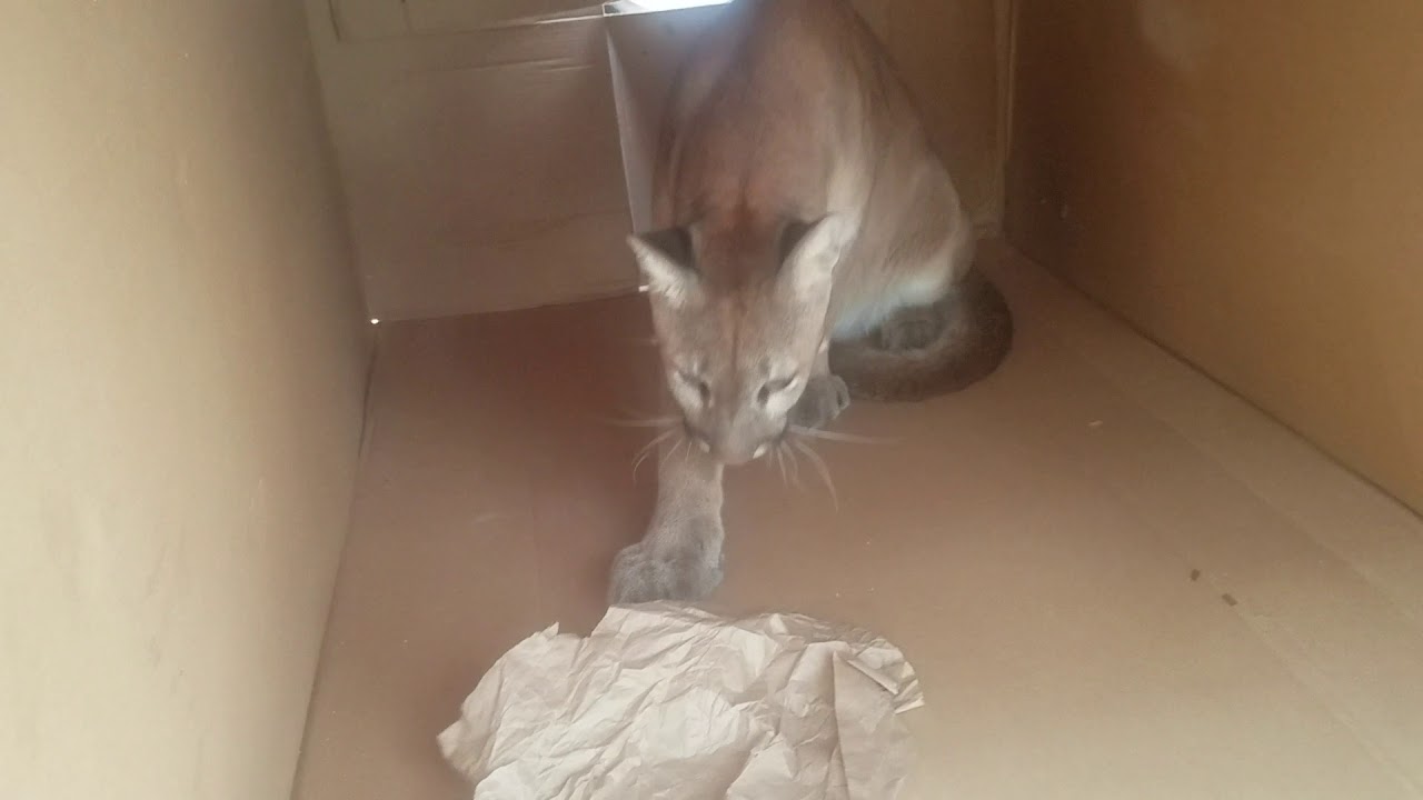 Meeka cougar box enrichment - YouTube