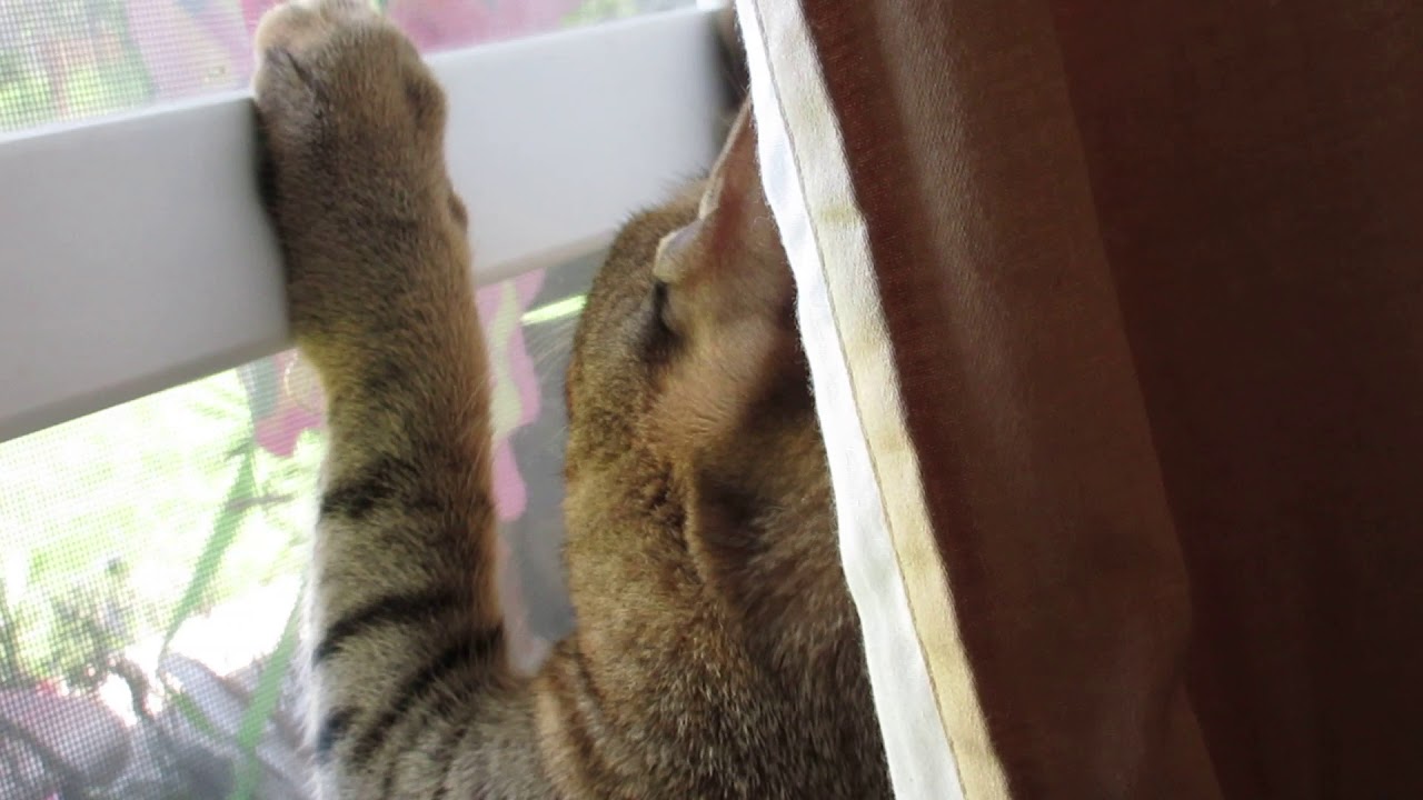 Cat vs Bug on the window - YouTube