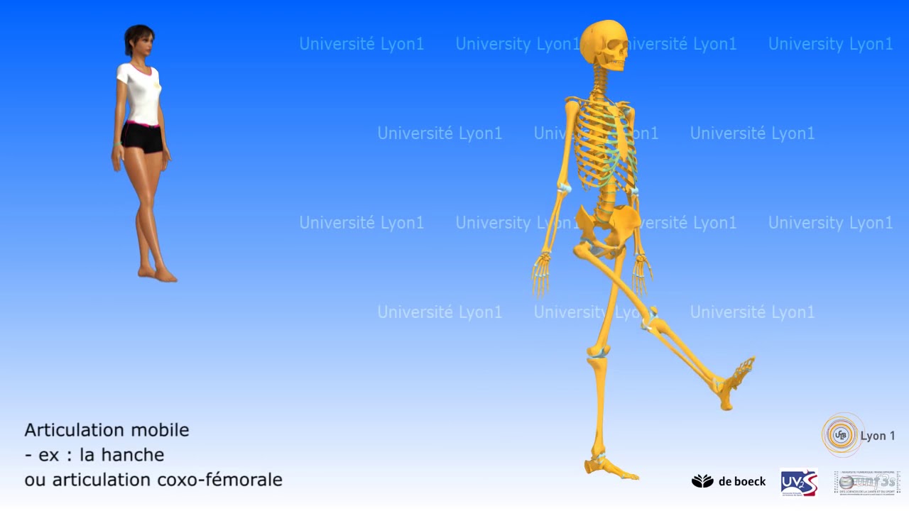 LES 3 TYPES D'ARTICULATION - YouTube