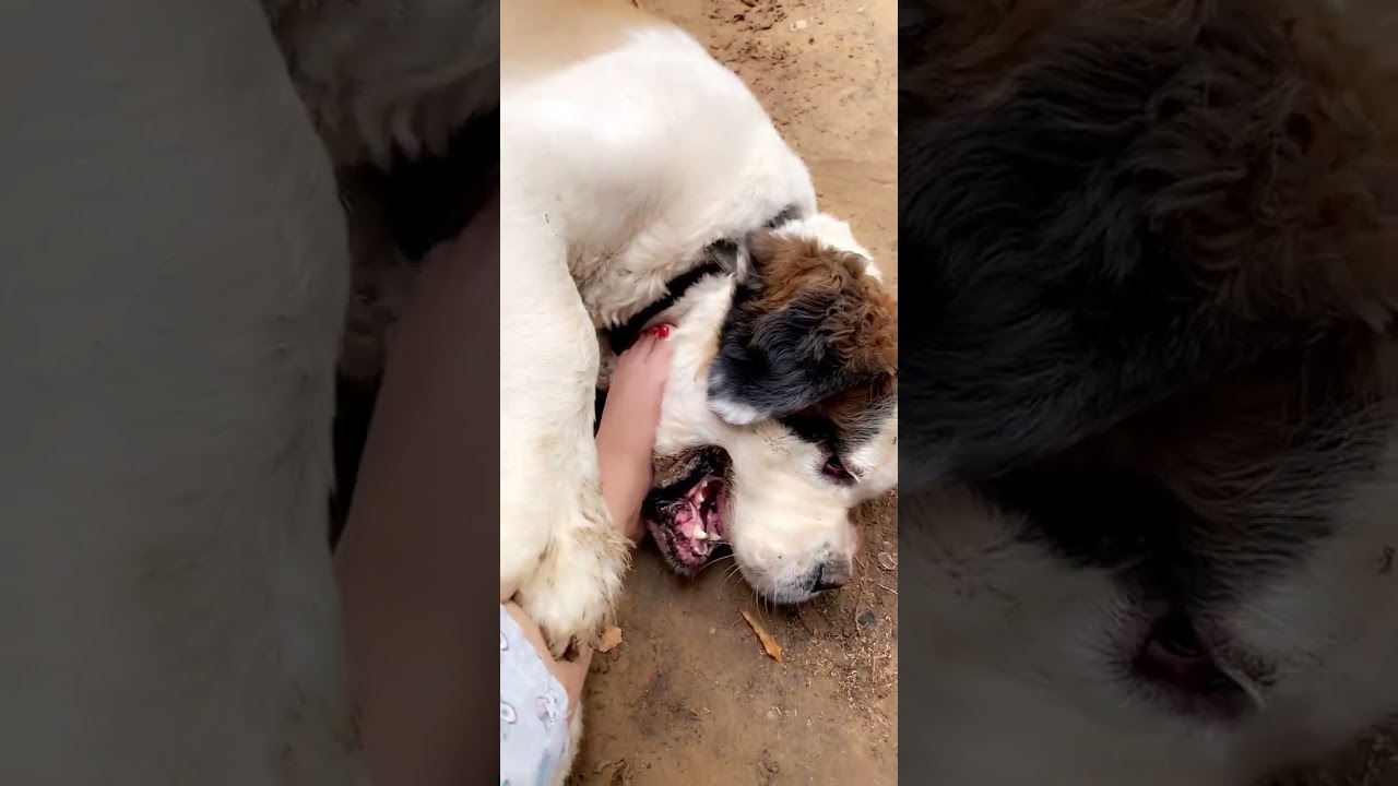 Saint Bernard Bite Girl Owner 😍 ️ Giant Saint Bernard Attack #shorts ...