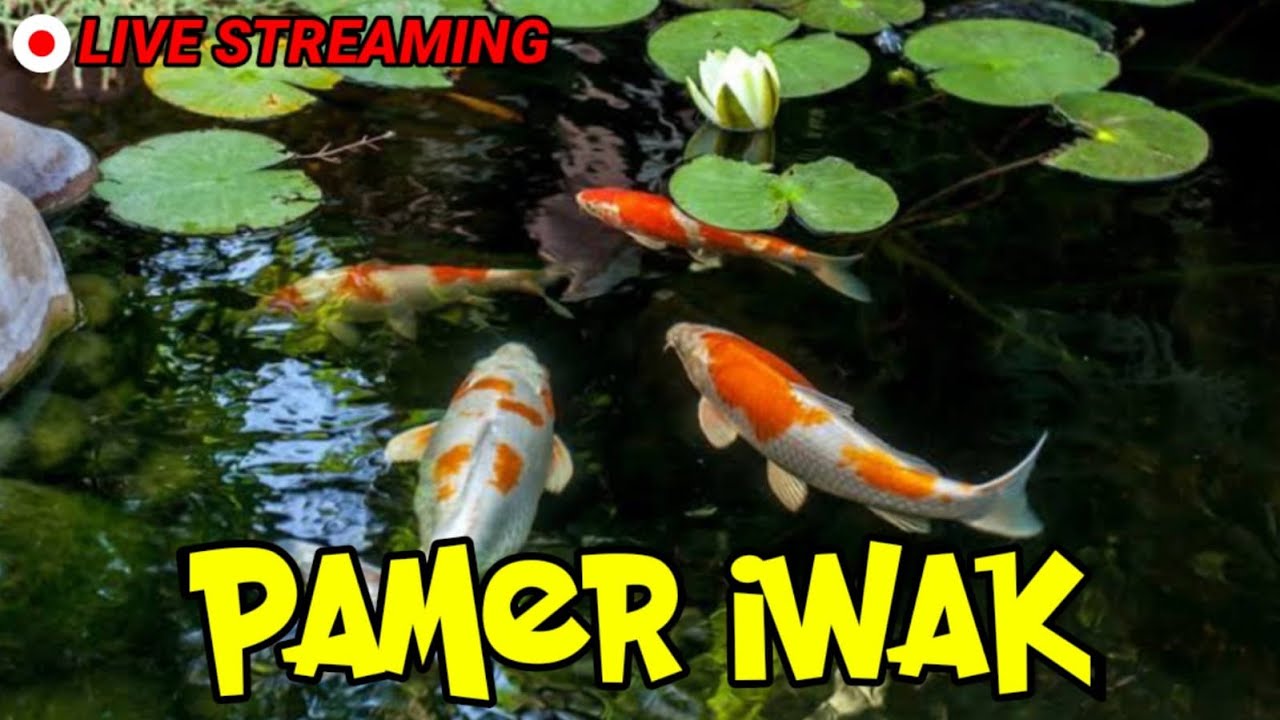 Live Stream ES CHANNEL - YouTube