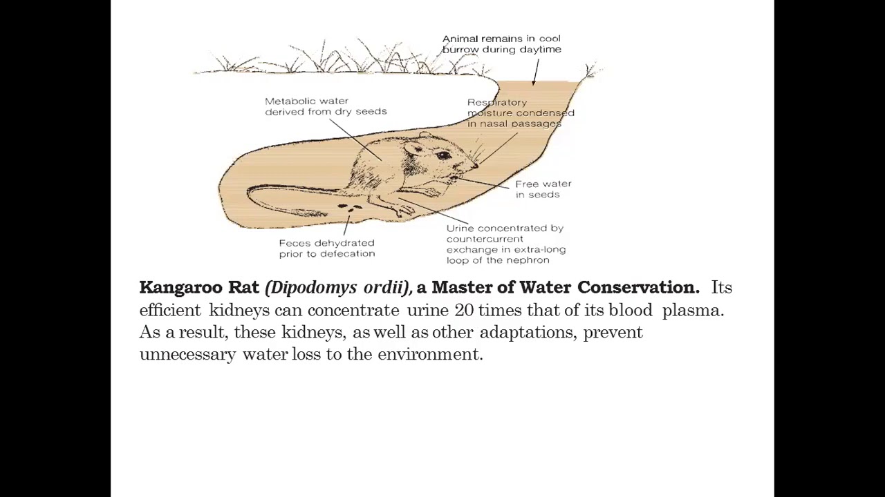 How metanephric kidney work - YouTube