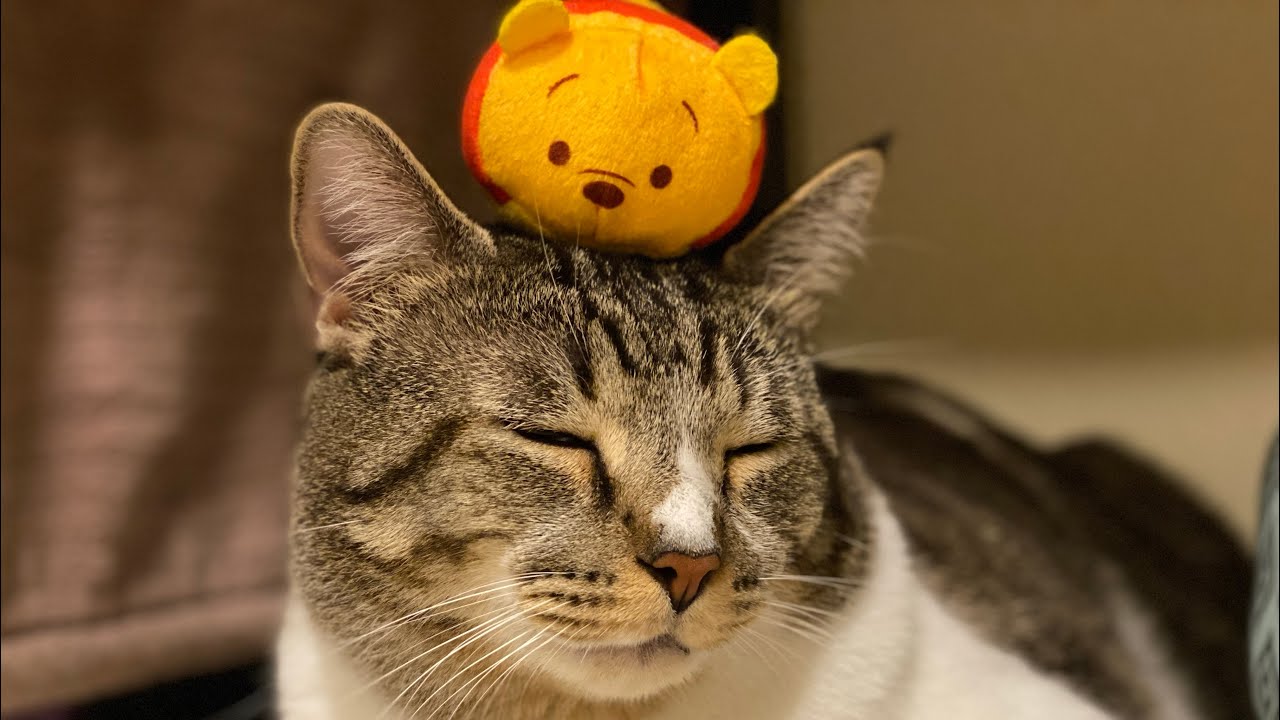 Balancing cat - YouTube