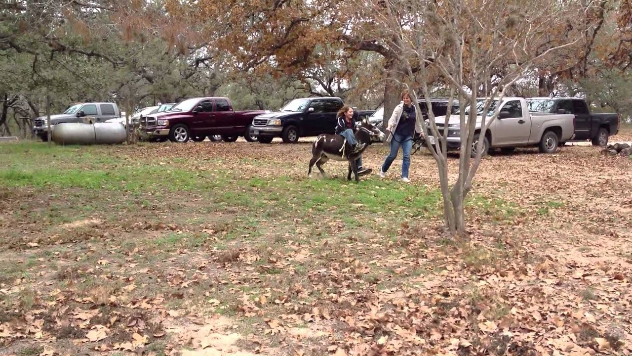 Mini Donkey Riding - Falling Off Cuts - YouTube