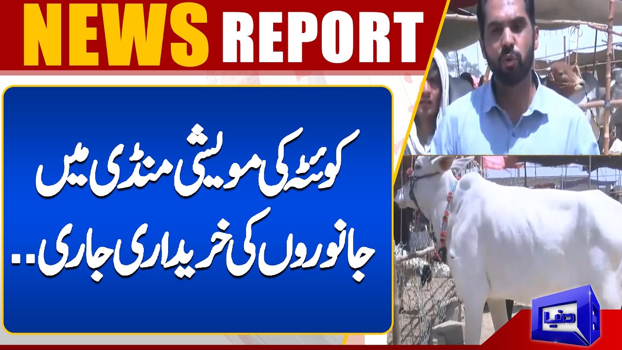 Bargaining in cattle market of Quetta is on the rise | Dunya News - YouTube