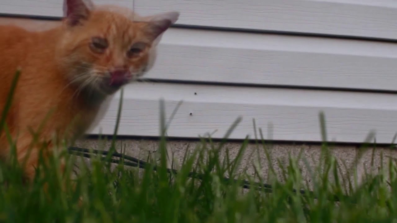 kitty cat video - YouTube