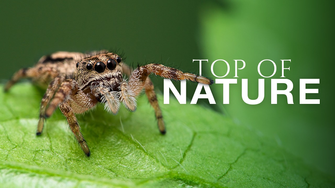 The Weird Senses Animals Use to Survive - YouTube