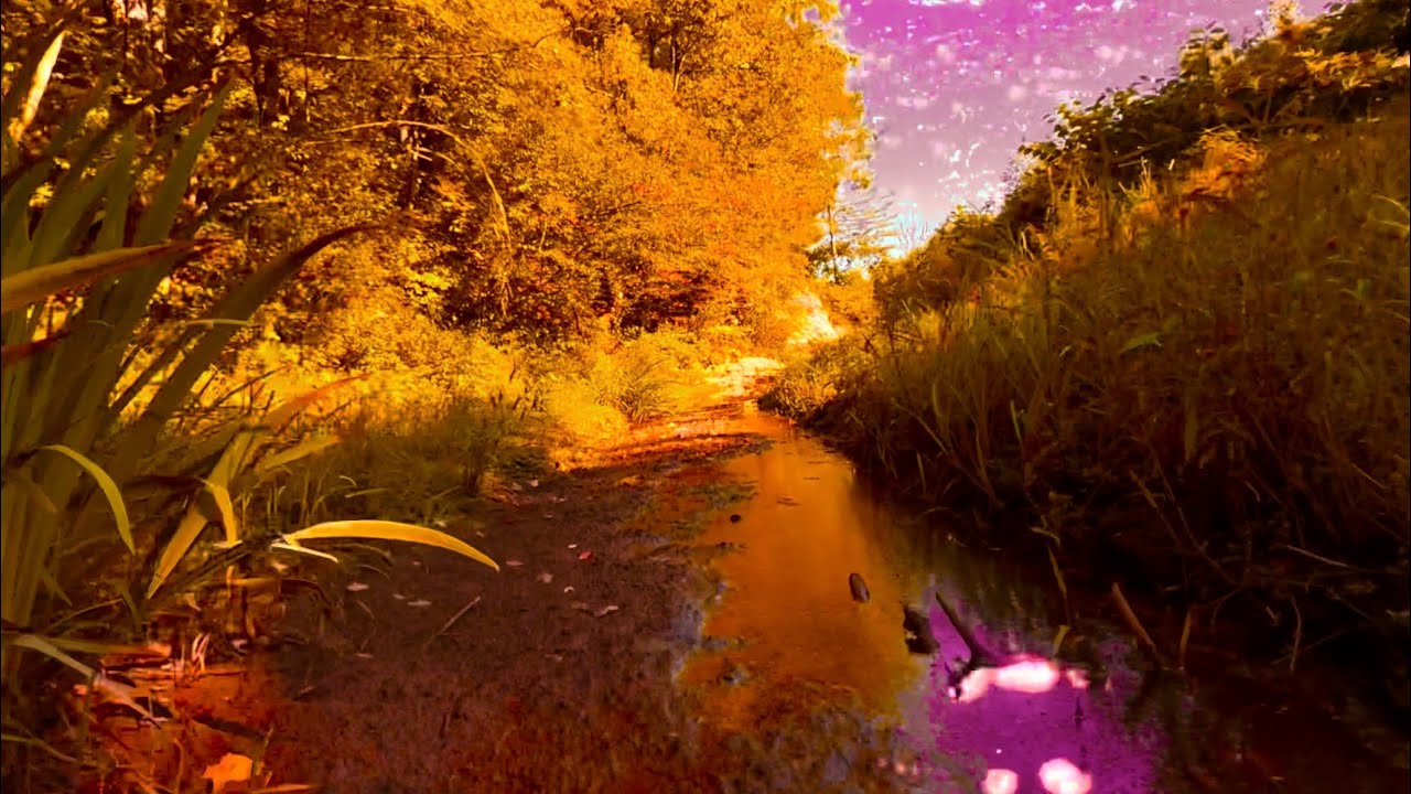 POV Vincent Van Gogh’s For A Walk - Eleven Chillwave Birdsongs - YouTube