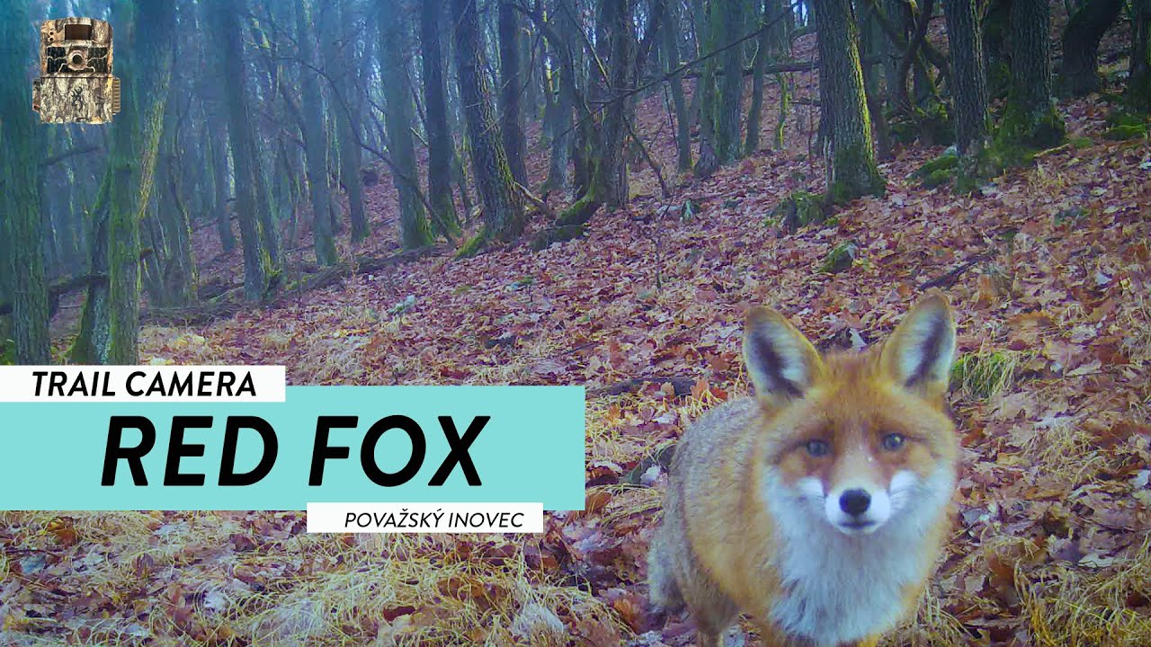 Wild Cute RED FOX on the road Trail Camera / Považský Inovec Mountains ...