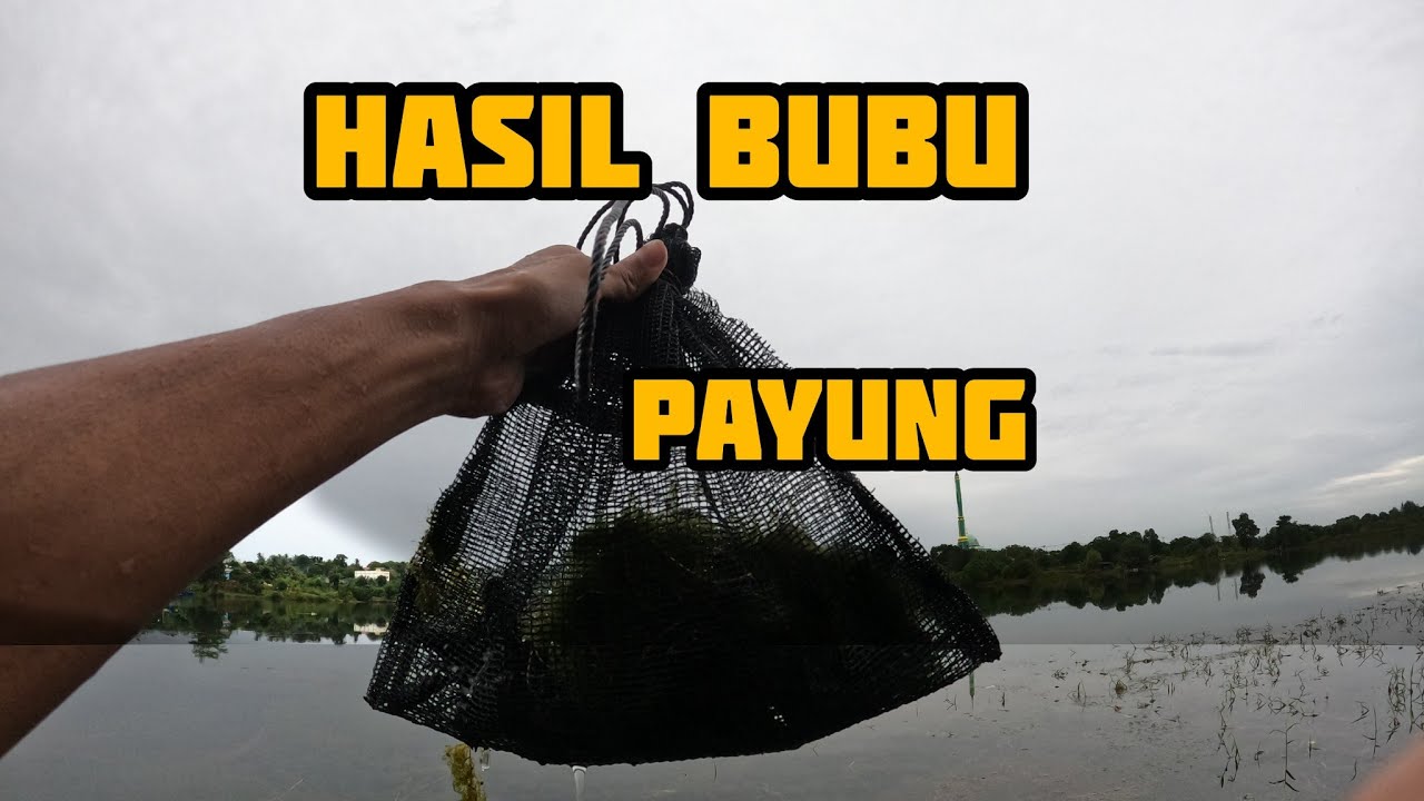 Menangkap Udang Dengan Bubu Payung, Dapat nya Ikan Gabus #lobster #ikan ...