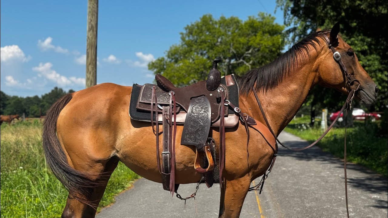 TSP LOT# Appendix - Mare - 16 YO - 16 H - $1500 - YouTube