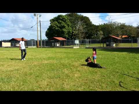 Perro protege a una nina