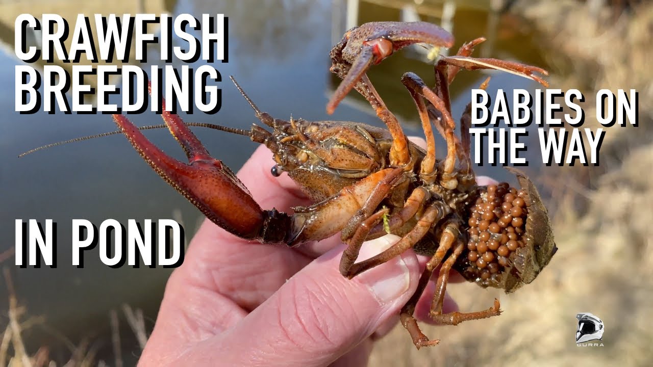 Crawfish with Eggs ready to Hatch in my Backyard Pond - YouTube
