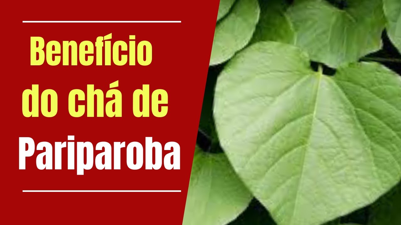 Para Que Serve o Chá de PARIPAROBA. Benefícios do Chá de Pariparoba ...
